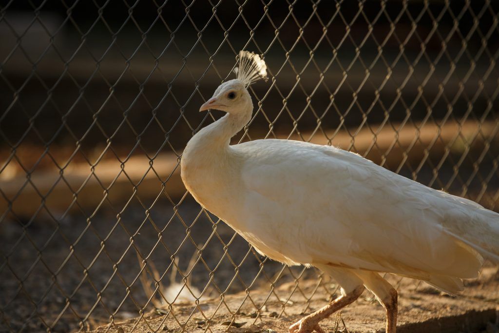 Anthidon Estate - Εύβοια Διαμονή -25% - Πρωινό | Ekdromi.gr
