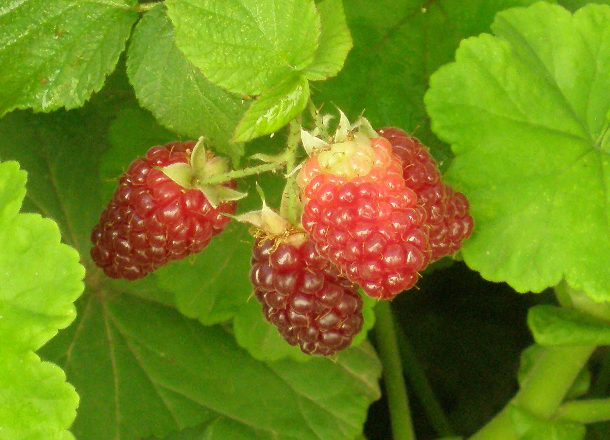 Hotel Ariadne - Σκύρος -30% Διαμονή - Πρωινό | Ekdromi.gr