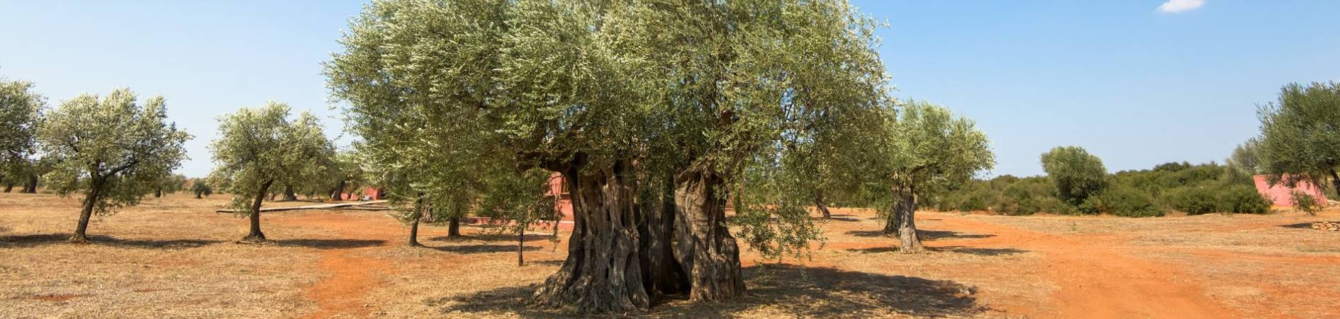 Eumelia Organic Agrotourism Farm - Γούβες, Λακωνία Διαμονή -20% ...